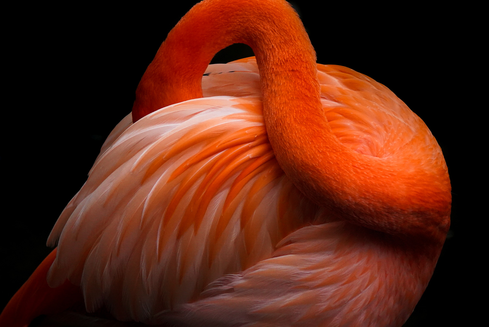 Sleepy Flamingo | Positive Space