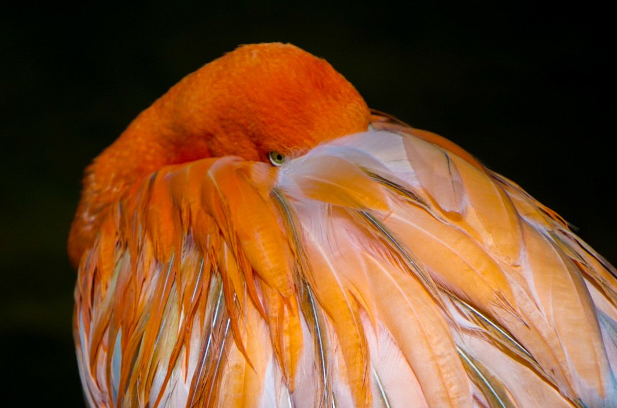 Sleepy Flamingo | Positive Space